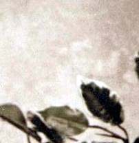 Linda Espinosa Obituary - Burnet, TX Linda Espinosa Obituary - Burnet, TX