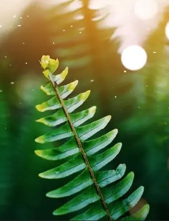 Billie Harper Obituary - San Bernardino, CA