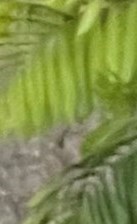 Donna Garrett Obituary - Pelham, AL Donna Garrett Obituary - Pelham, AL