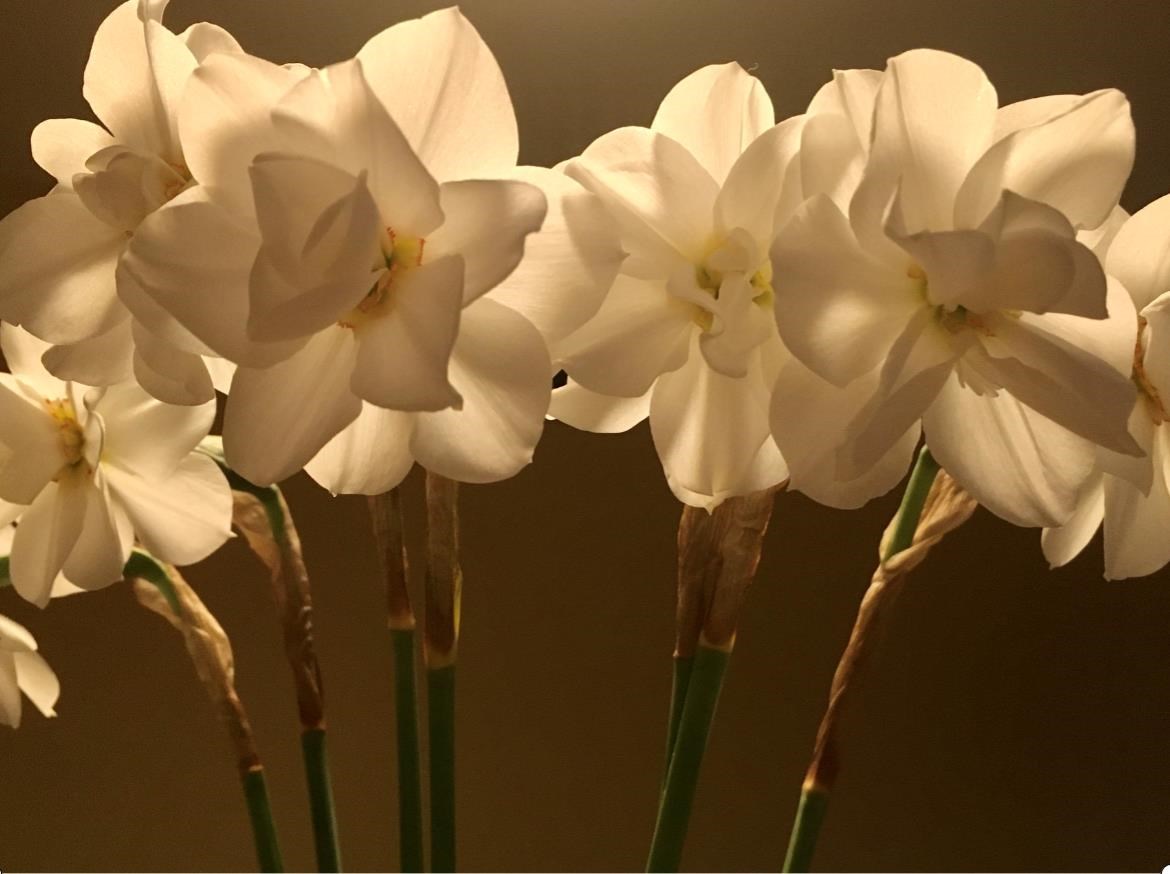 Kathleen Cerasoli Obituary - Staten Island, NY