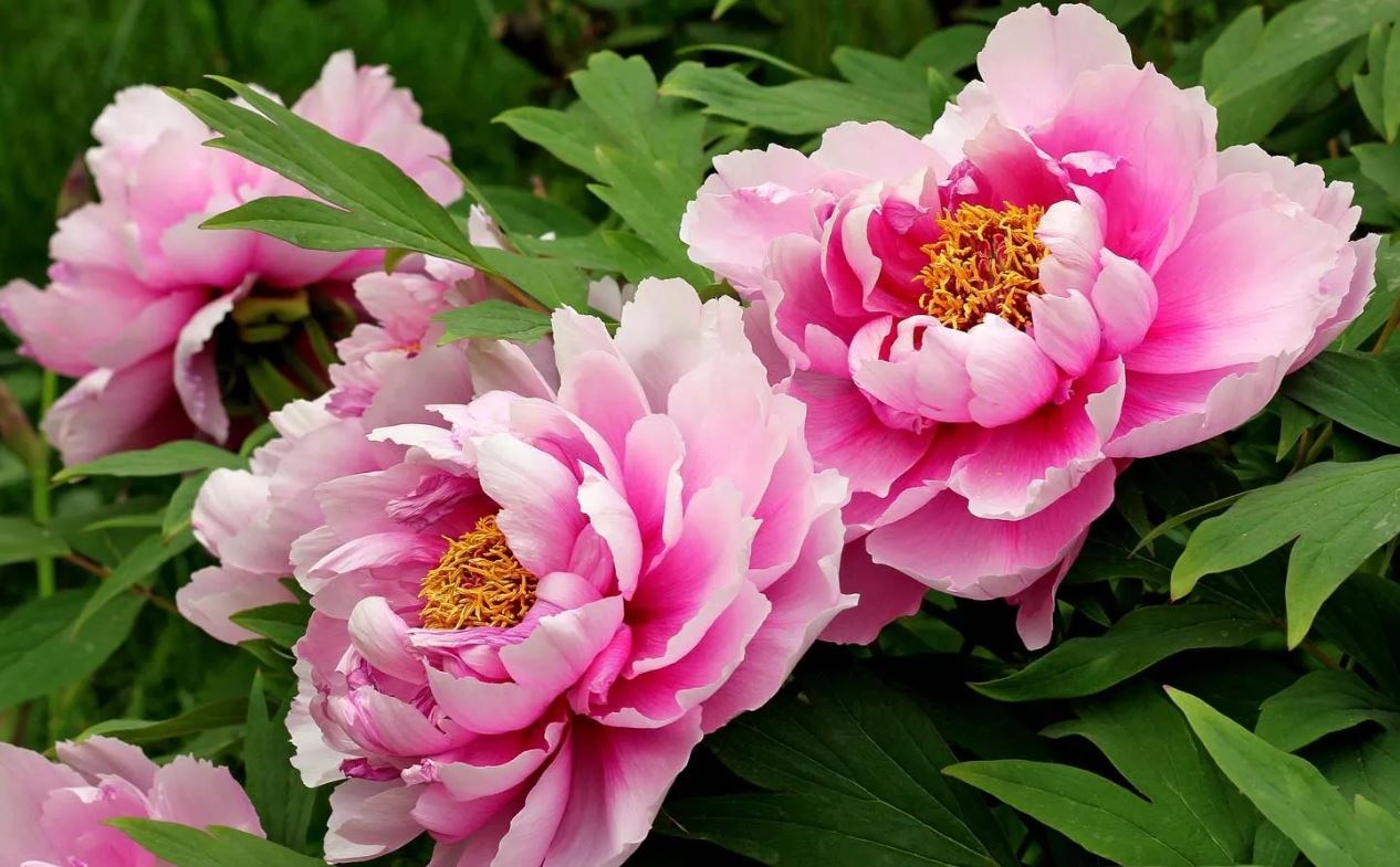 Maria James Obituary - Baytown, TX