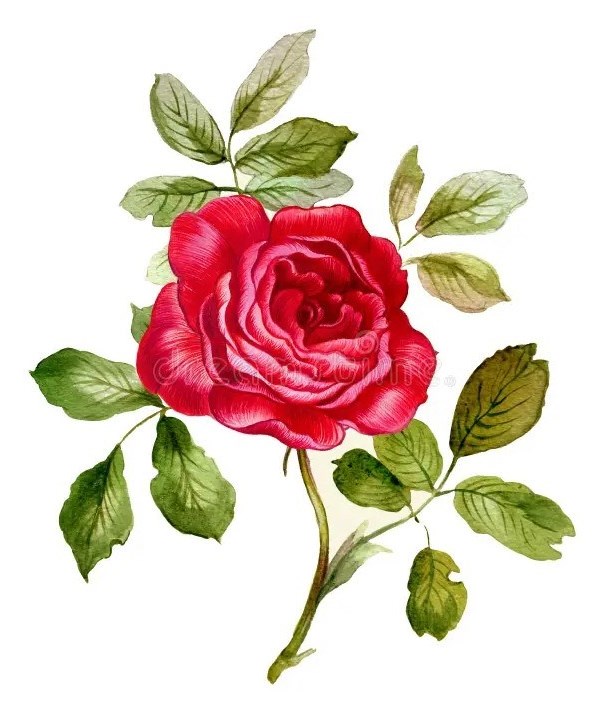 Cynthia Beirne Obituary - St. Ann, MO