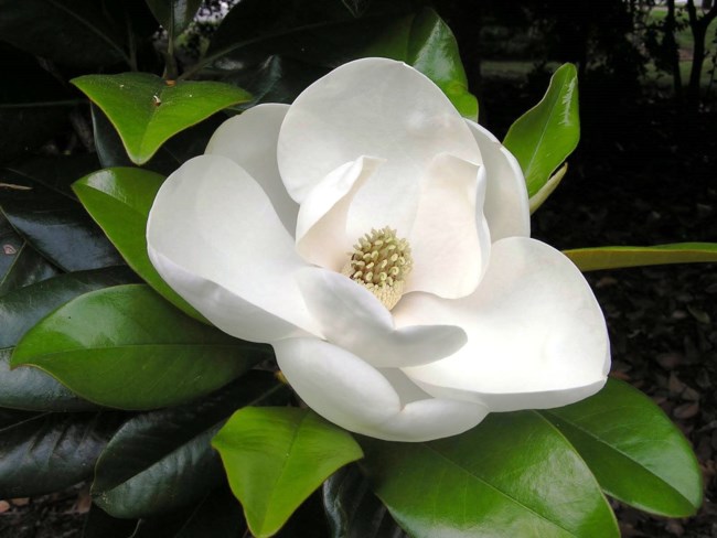 Linda Burt avis de décès - Pearl, MS