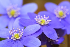 Mary Jablonski Obituary - Tucson, AZ