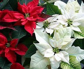 Susan Corrado Obituary - Jacksonville Beach, FL