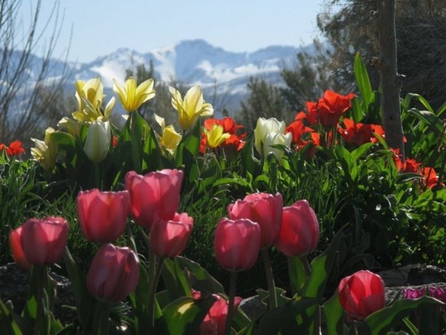 Diana Cain Obituary - Seattle, WA