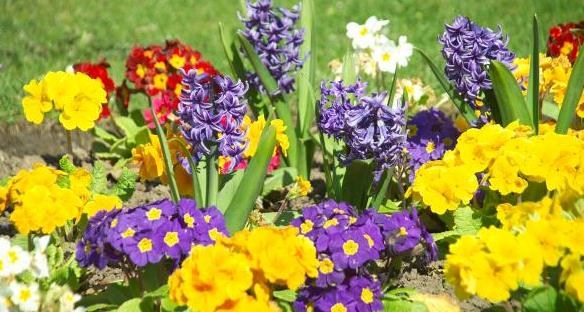 Henry Dillard Obituary - Austin, TX