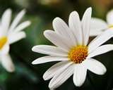 Jennifer Boutwell Obituary - Douglasville, GA