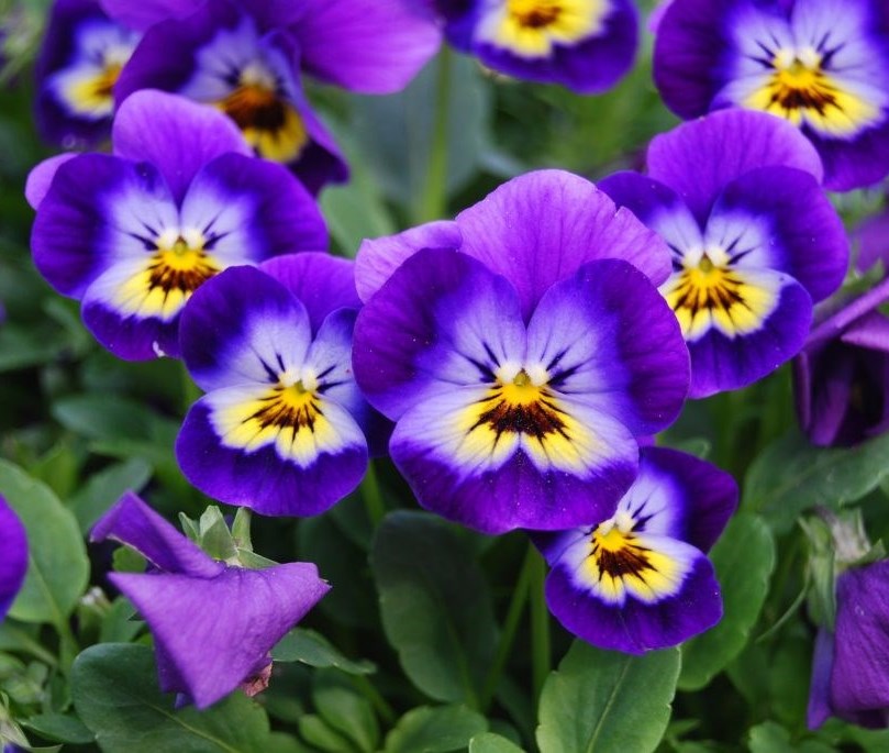 Violeta Antonia Mauricio Gonzalez Obituary - Miami, FL