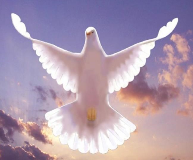 Treva Wilcox avis de décès - Dallas, TX