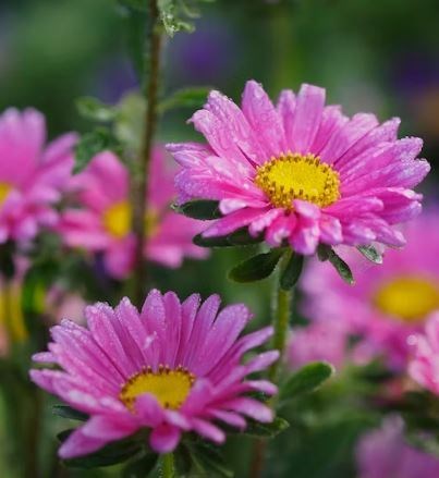 Allene Horiuchi Obituary - Seattle, WA