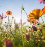 Mesa, AZ Obituaries | Find Mesa Obituaries