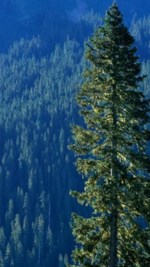 Whiting, NJ Obituaries Online | Find Whiting Obituaries