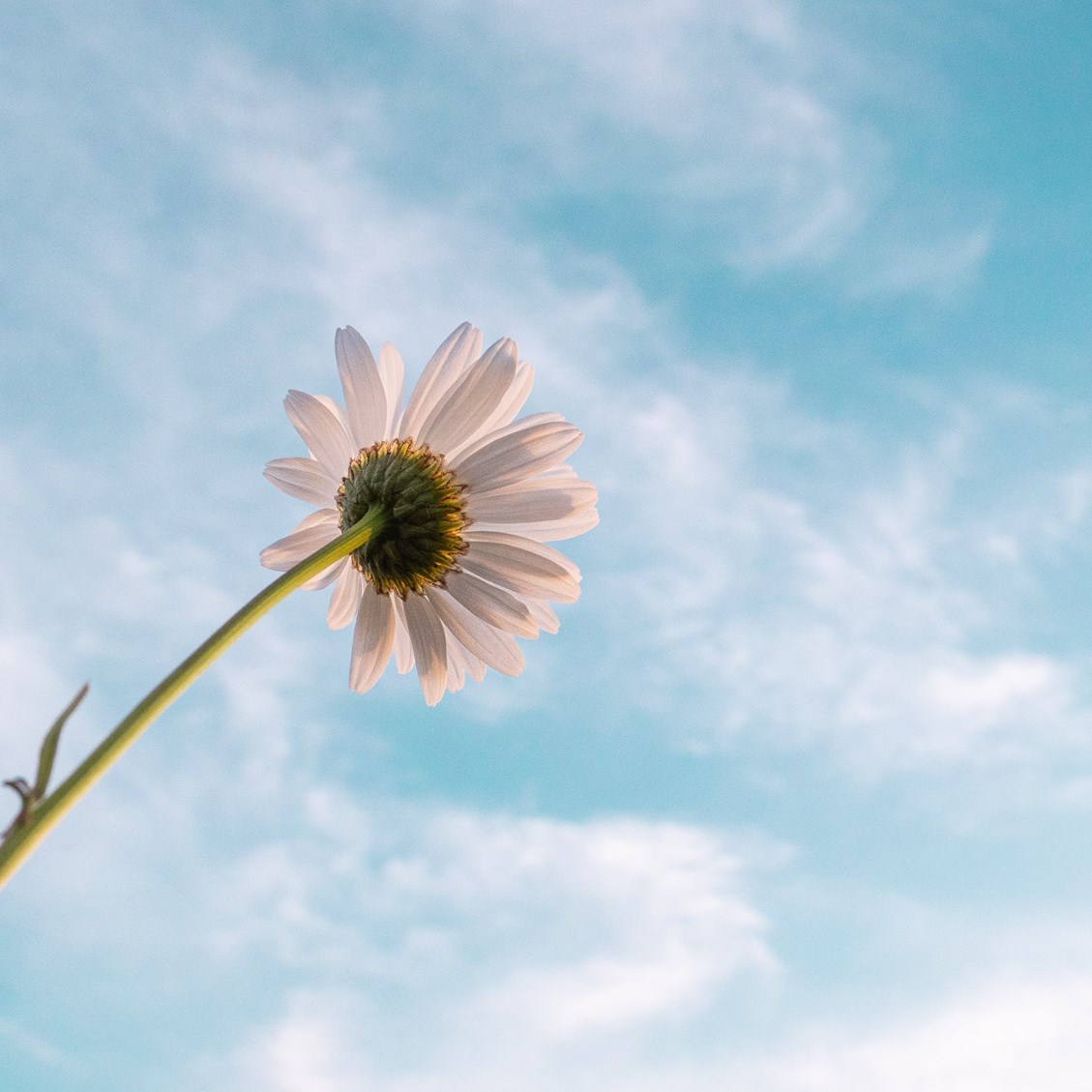 Dorothy Rapozo Obituary - Hanford, CA