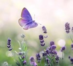 Fort Collins, CO Obituaries Online | Find Fort Collins Obituaries