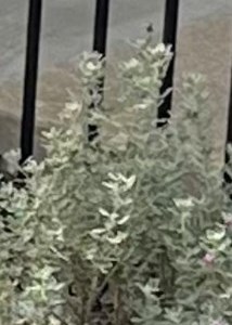 Jose Dominguez Obituary - El Paso, TX Jose Dominguez Obituary - El Paso, TX