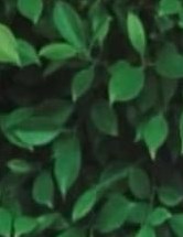 Elida Vasquez Obituary - Brownsville, TX Elida Vasquez Obituary - Brownsville, TX