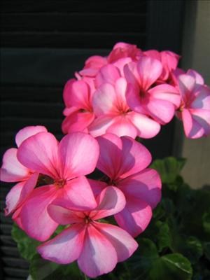 Mary Ellen Ortiz Obituary - Reading, PA