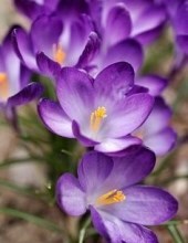 Carol Caslin Obituary - Arlington Heights, IL