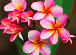 Maria LoCoco Obituary - Massapequa, NY