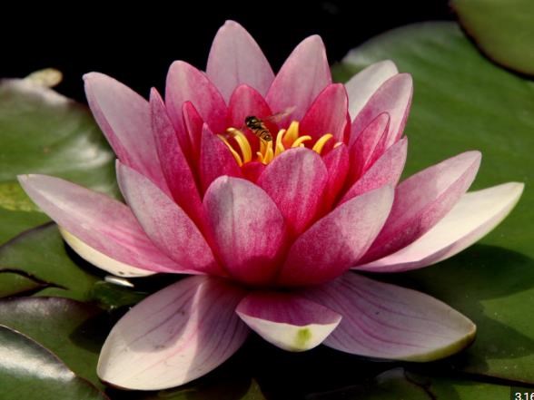 Mary Gallano Obituary - Las Vegas, NV