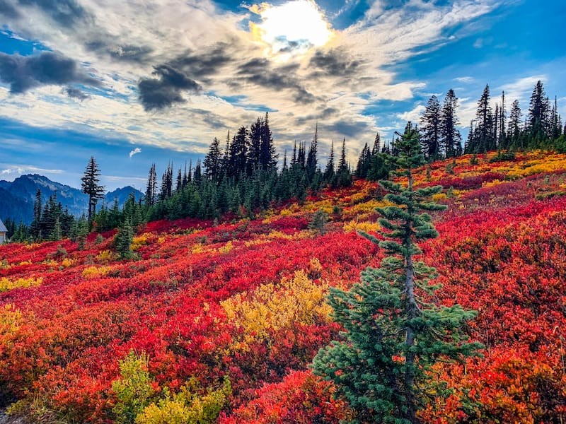 Patricia Pierce Obituary - Salem, OR