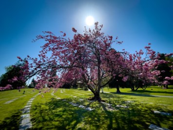 Edward Sheehy Obituary - Seattle, WA