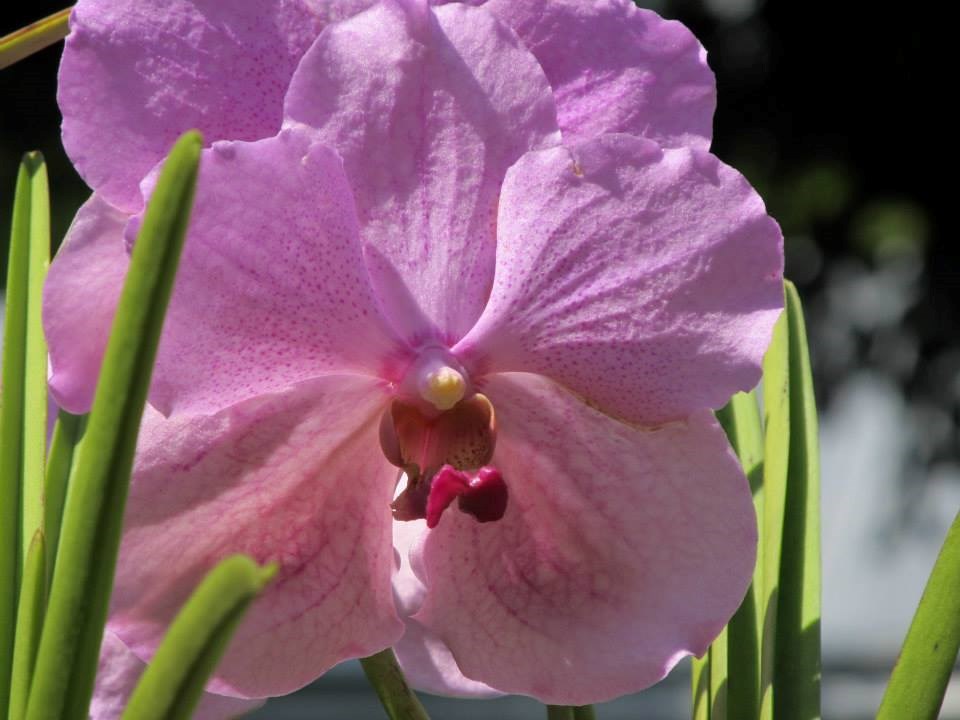 Karen Elizabeth Conover Obituary - Seattle, WA