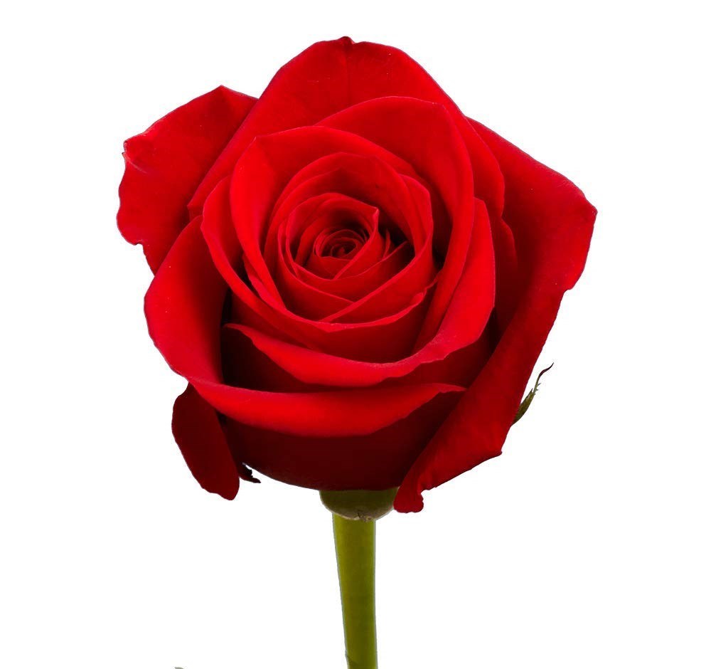 Patricia Michelle McElroy Obituary - Yuma, AZ