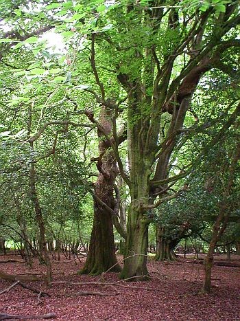 Jean Specht Obituary - Pflugerville, TX