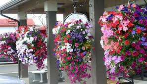 Jessie NOBLE Obituary - Parksville, BC