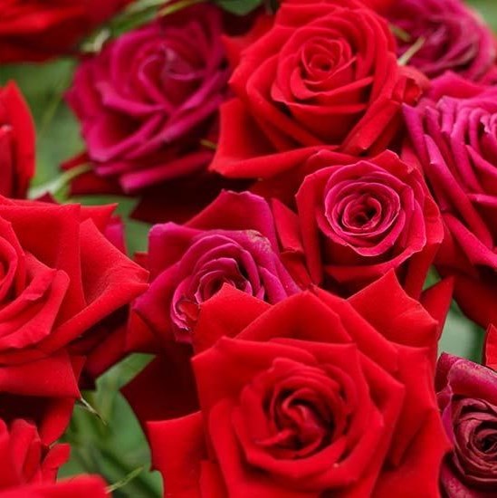 Barbara Jane Short Obituary - Houston, TX