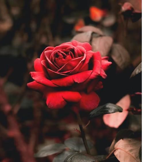 Rene Lacomb Obituary - Las Vegas, NV