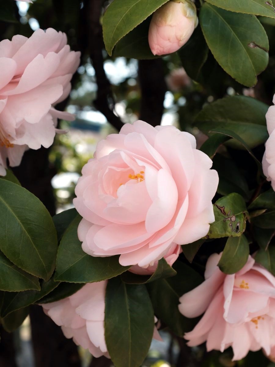 Judith Harding Obituary - Columbus, GA
