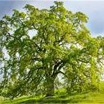 Larry Blevins Obituary - Norfolk, VA