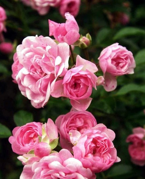 Helen Sipes Obituary - Olive Branch, MS