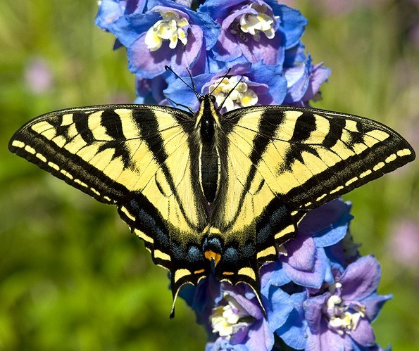 Phoebe Bates Obituary - Centralia, WA
