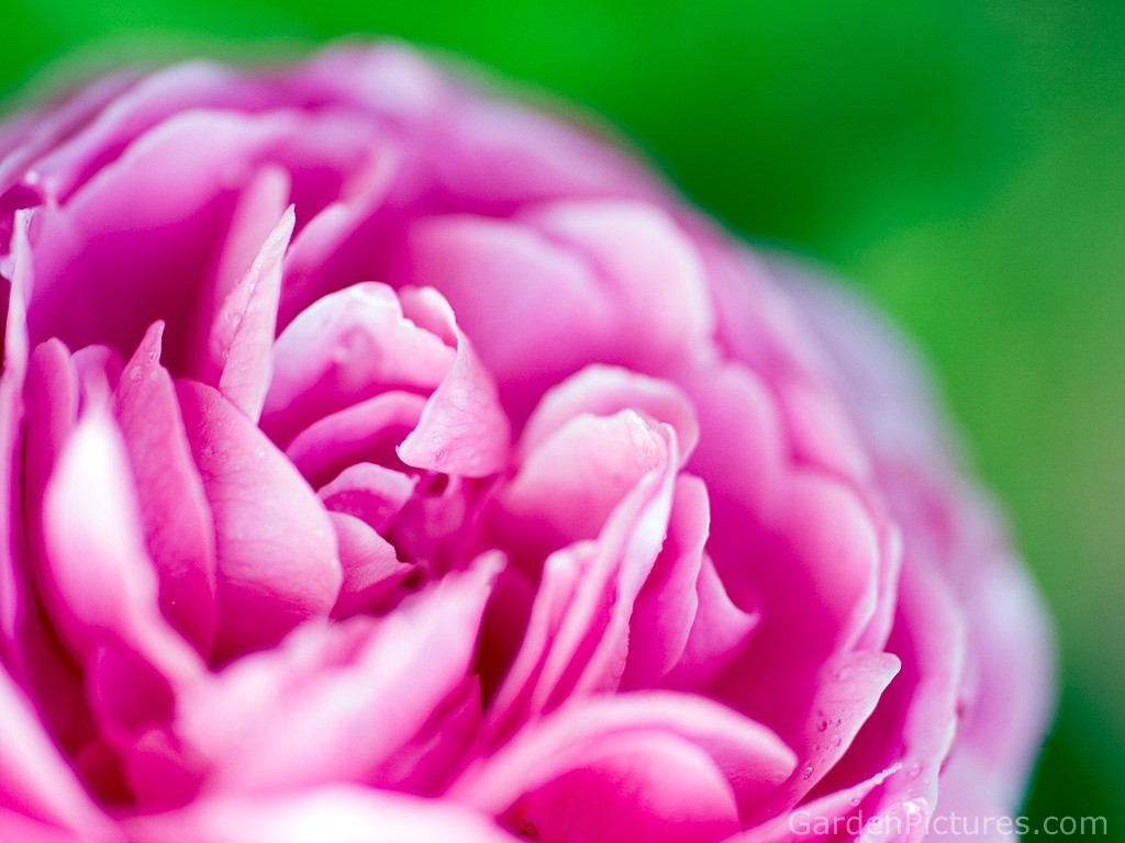 Valorie Knuckles Obituary - Salem, OR