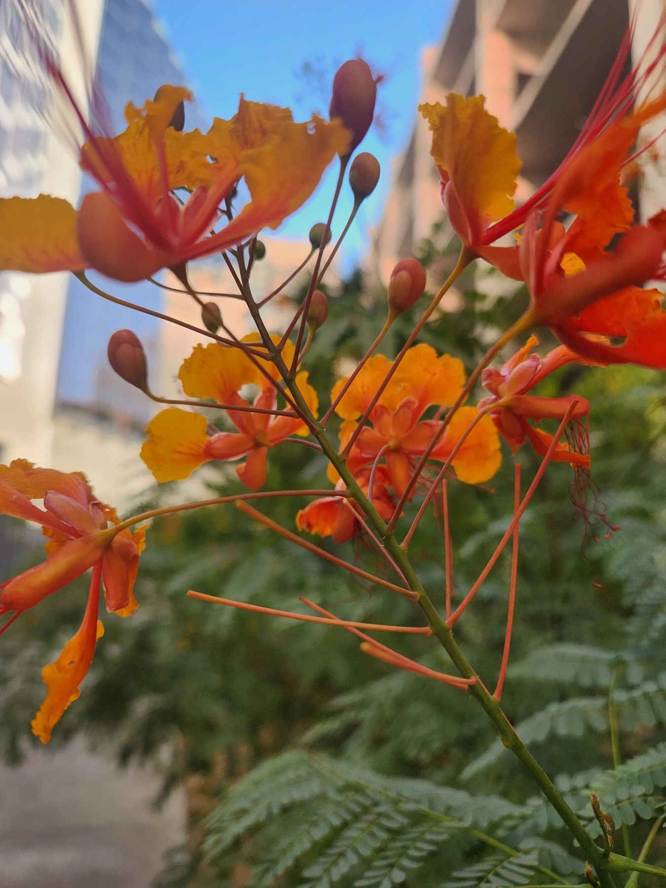 Cerine Nevaeh Garcia-Olvera Obituary - Victorville, CA